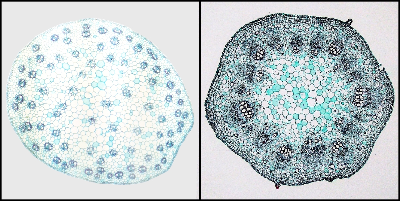Karşılaştırmalı Monokotil ve Dikotil Vejetatif Organ Anatomisi – BİYOBİLİM