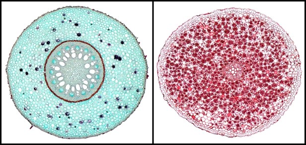 Karşılaştırmalı Monokotil ve Dikotil Vejetatif Organ Anatomisi – BİYOBİLİM